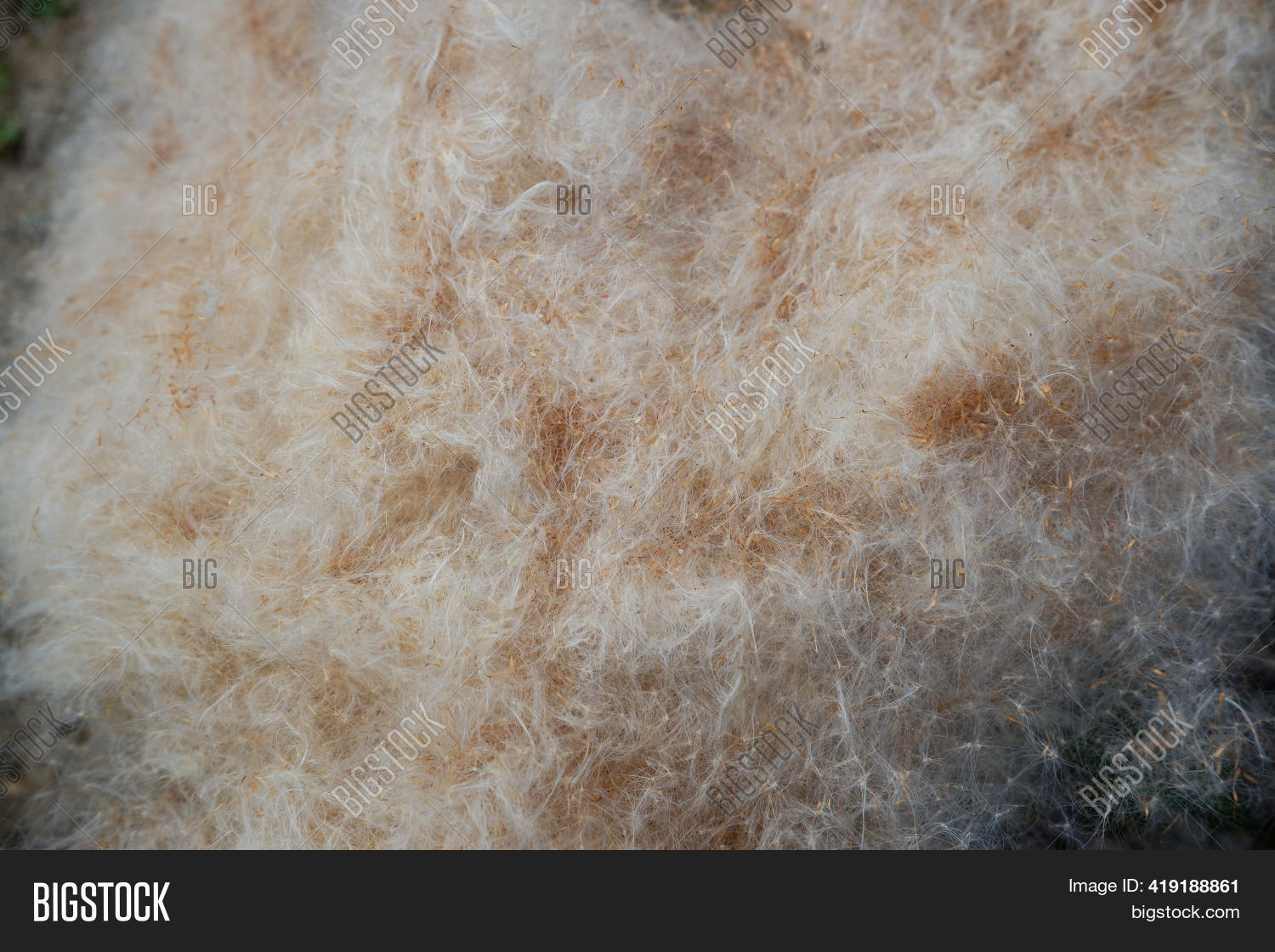 Natural Background. Image & Photo (Free Trial) | Bigstock