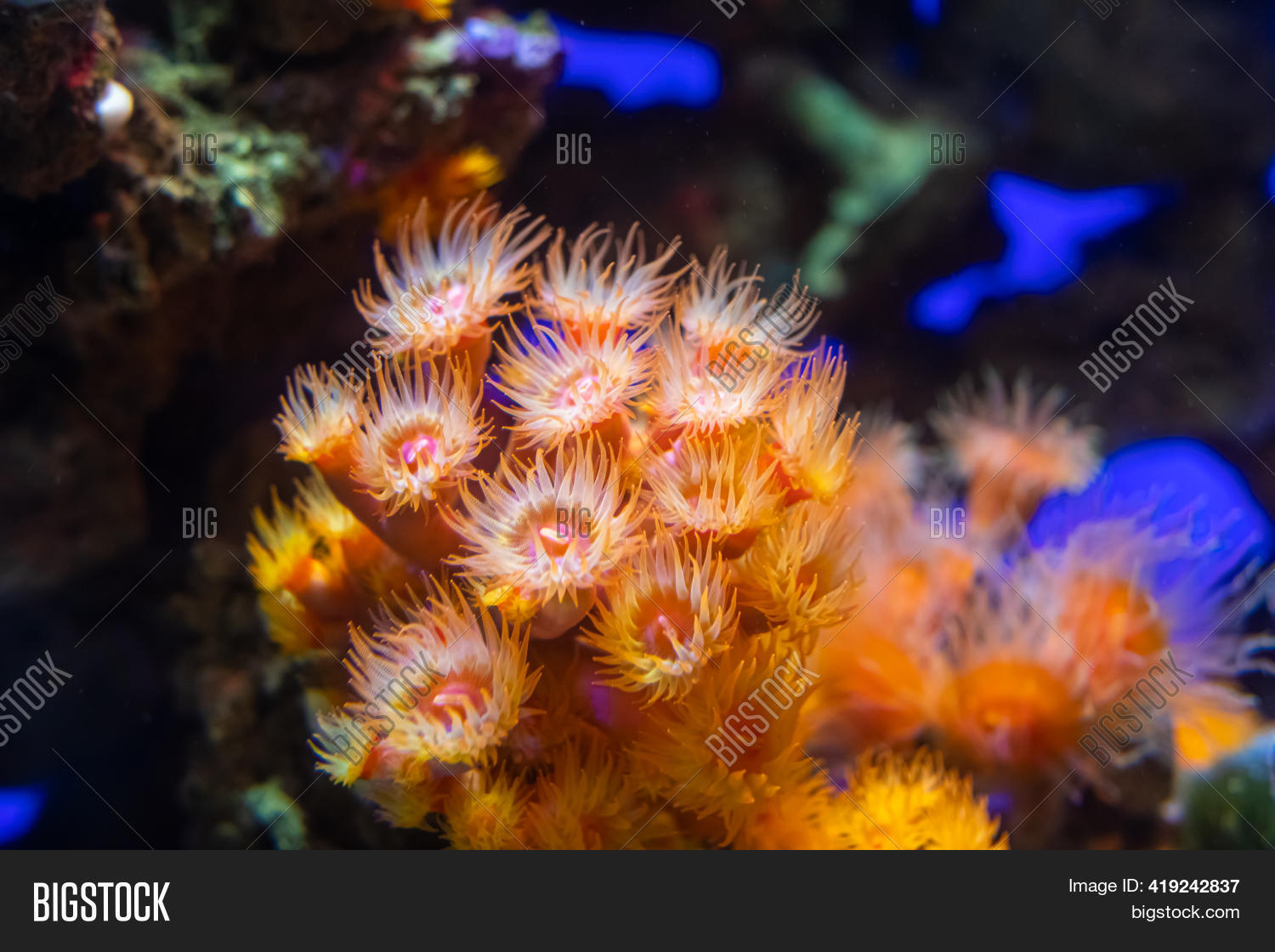 Anemones. Polyps Image & Photo (Free Trial) | Bigstock