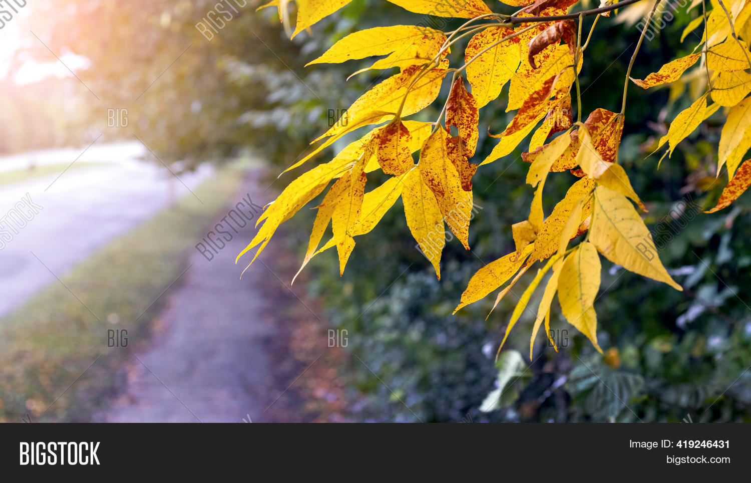 Tree Branch Yellow Image & Photo (Free Trial) | Bigstock