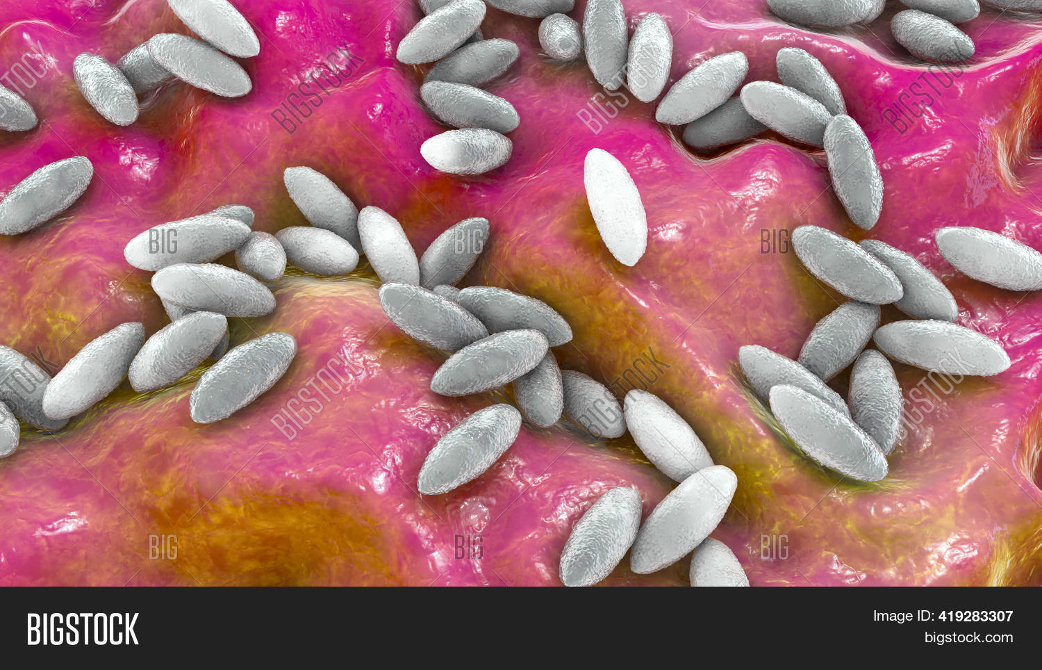 Brucella Bacteria, 3d Image & Photo (Free Trial) | Bigstock