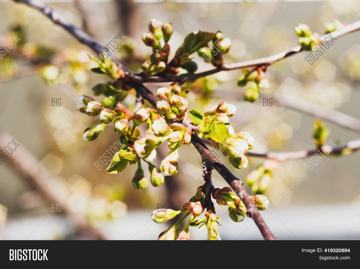 Branch Cherry Buds Image & Photo (Free Trial) | Bigstock