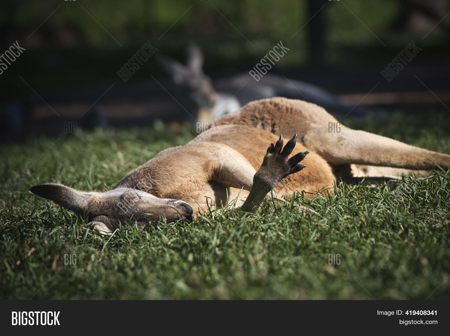 Kangaroo Park Image & Photo (Free Trial) | Bigstock