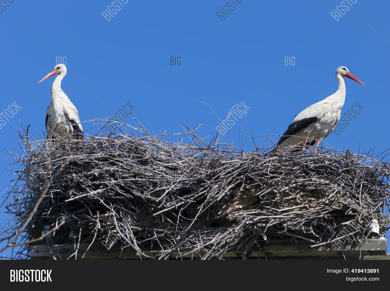 Two White Storks. Image & Photo (Free Trial) | Bigstock