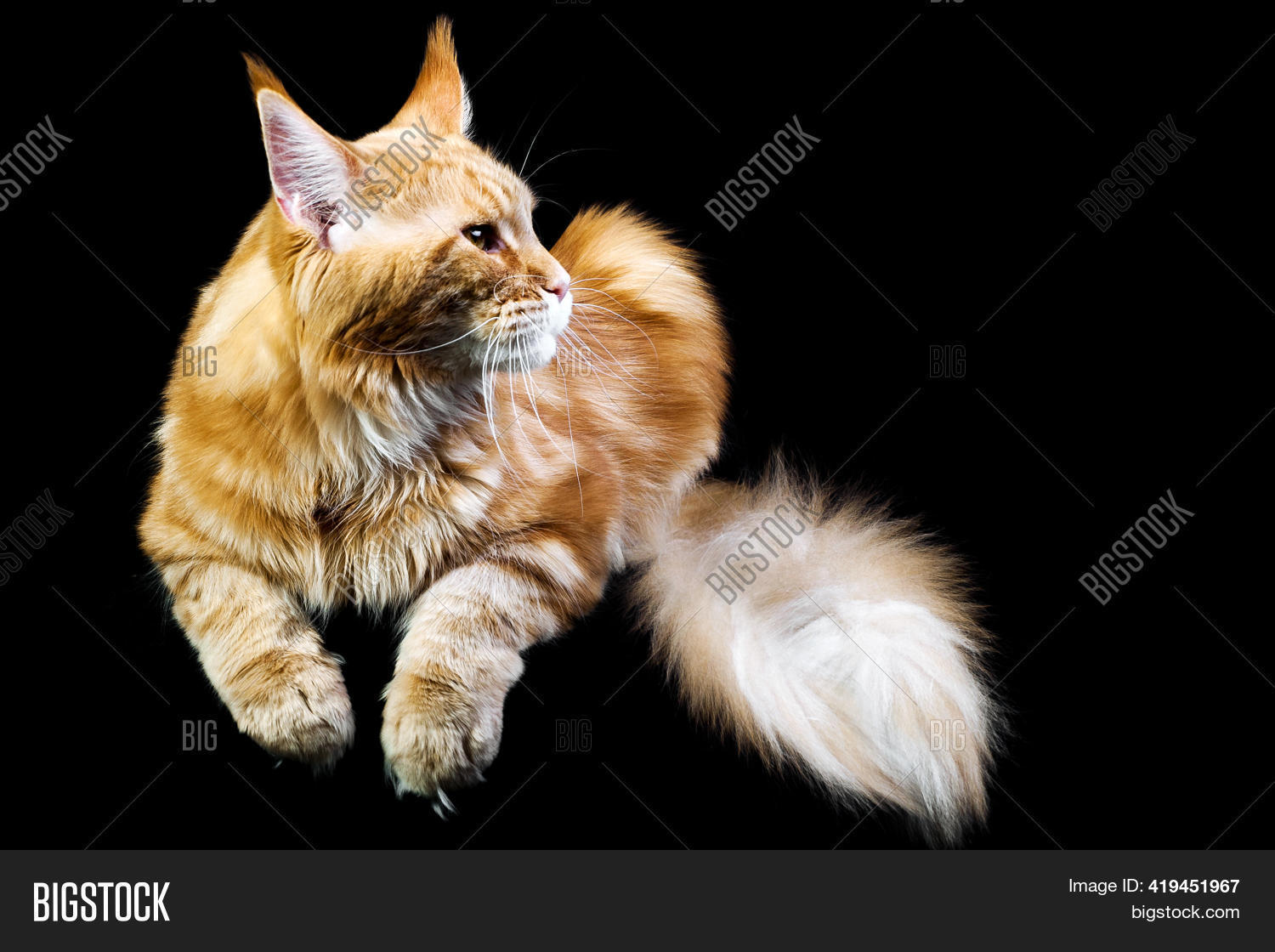 Beautiful Big Red Image & Photo (Free Trial) | Bigstock