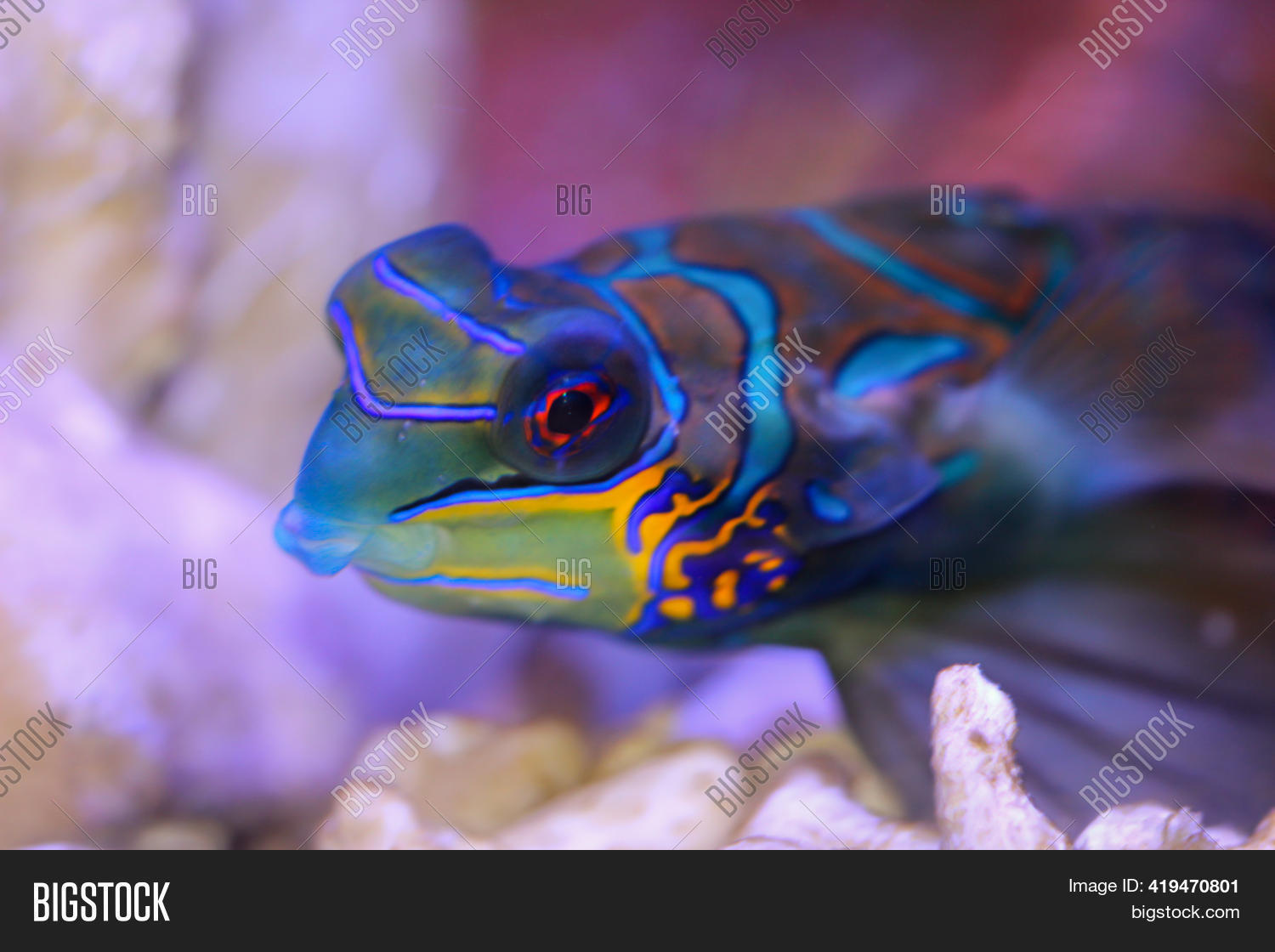 Male Mandarin Fish Image & Photo (Free Trial) | Bigstock