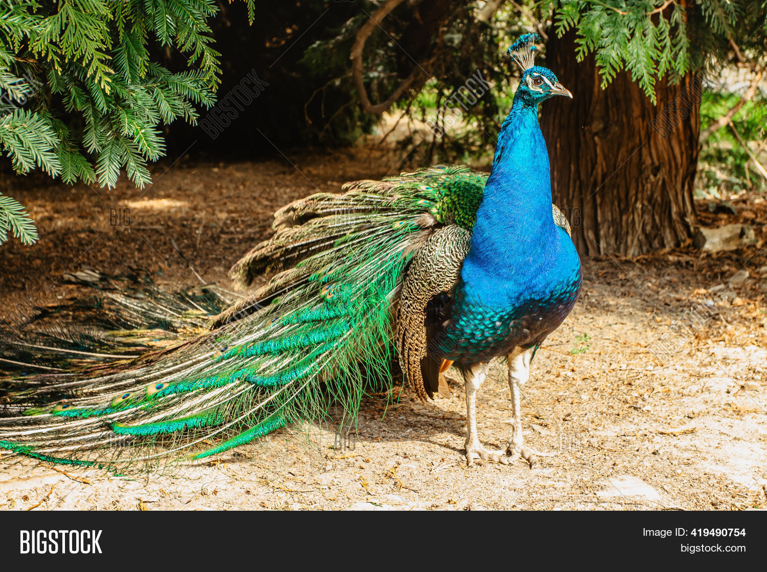 Beautiful Male Peafowl Image & Photo (Free Trial) | Bigstock