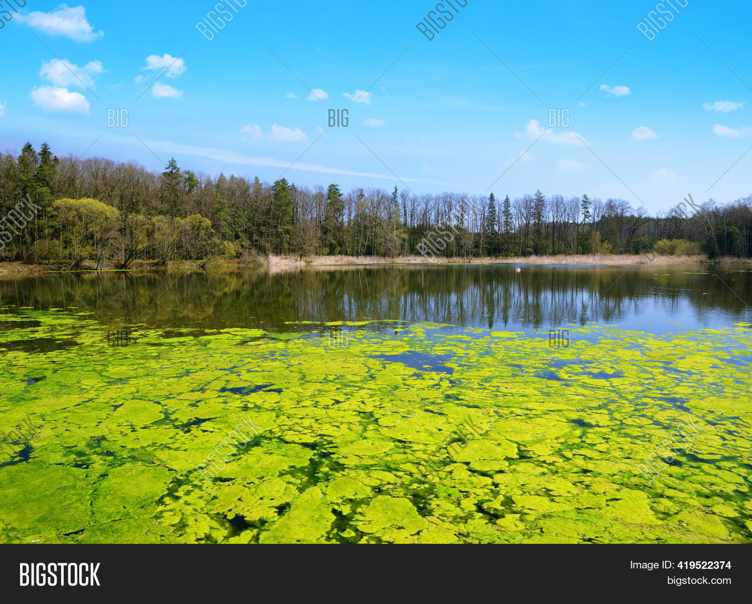 Green Algae On Water Image & Photo (Free Trial) | Bigstock
