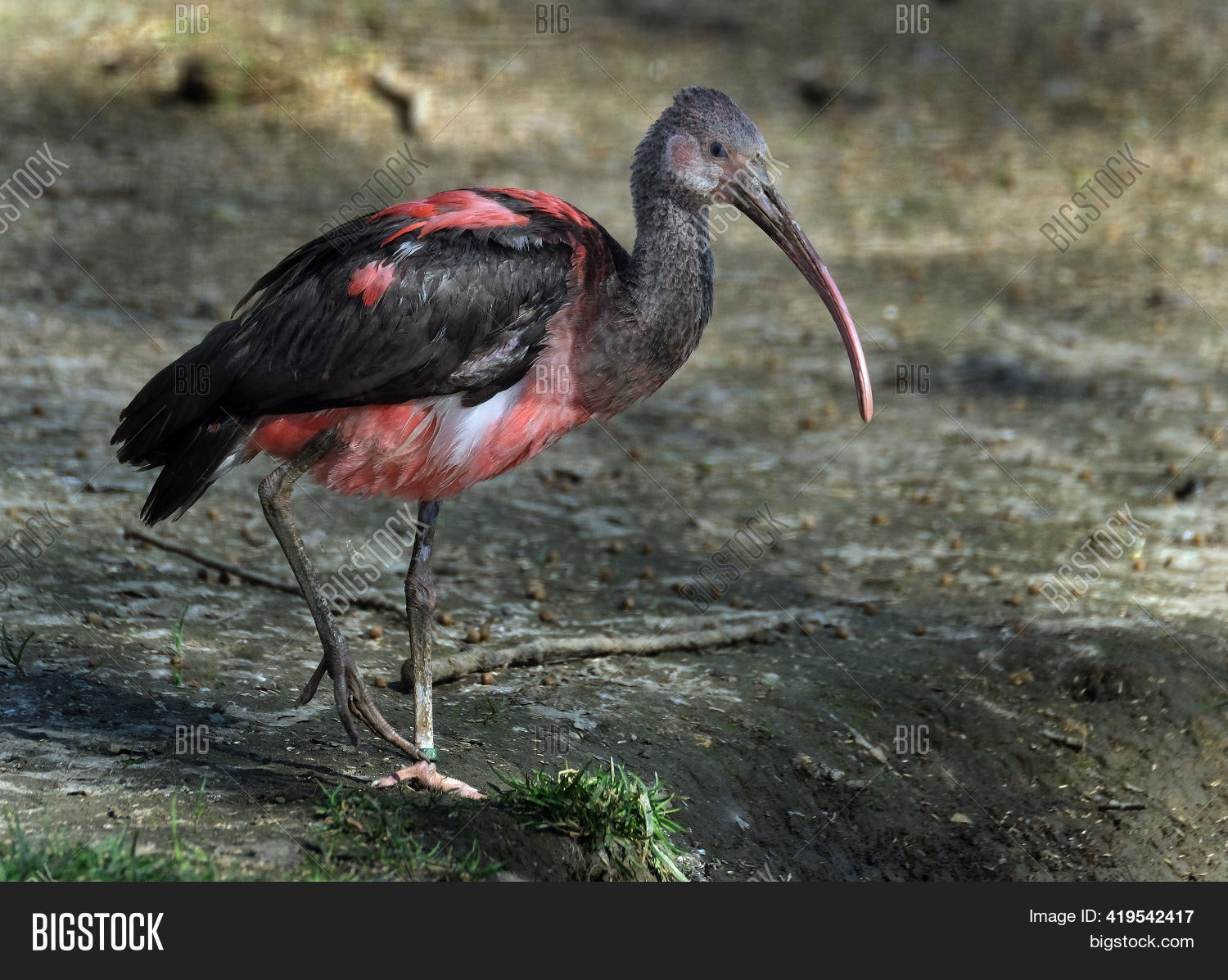 Scarlet Ibis Species Image & Photo (Free Trial) | Bigstock
