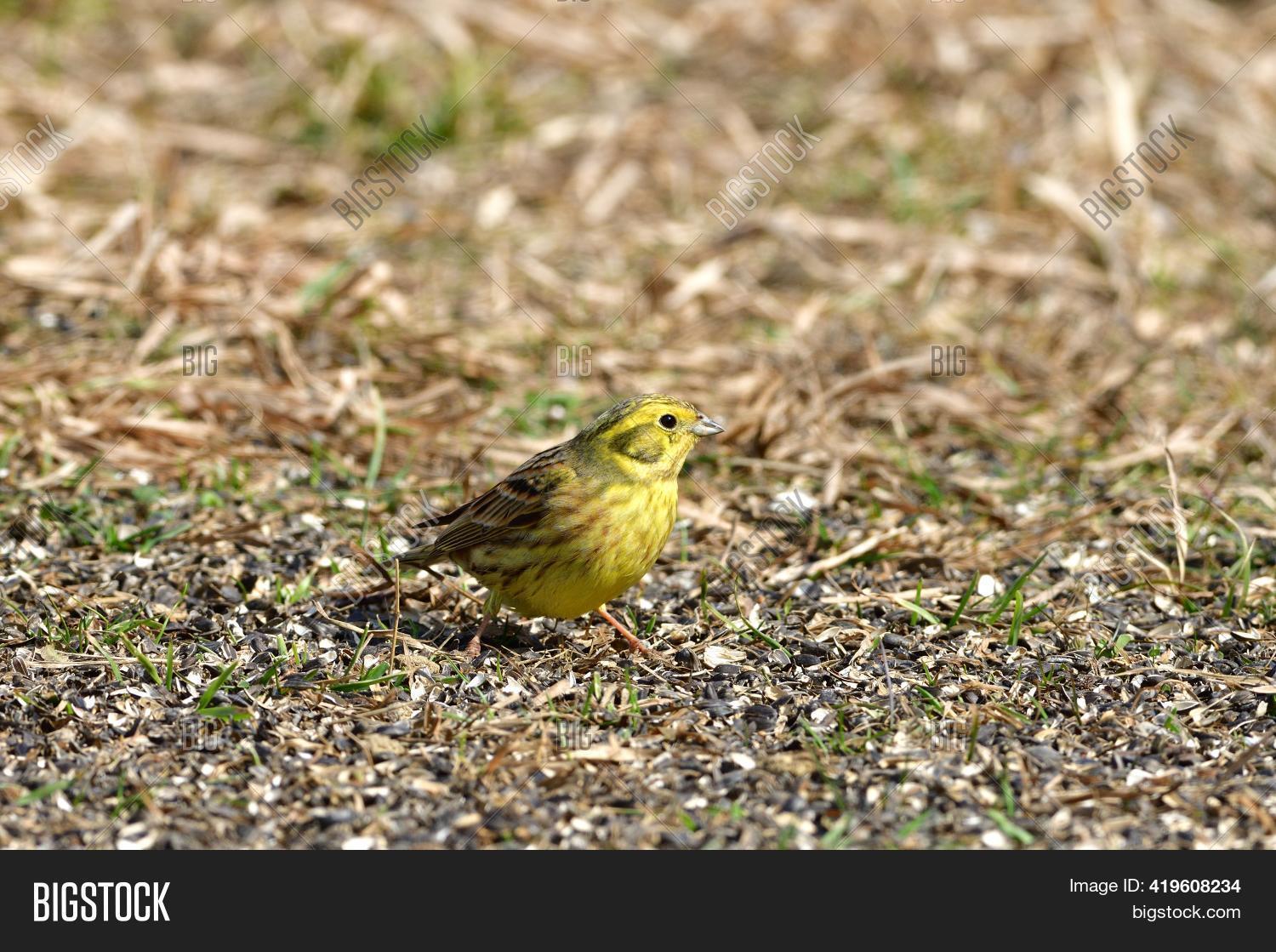 Portrait Yellowhammer Image & Photo (Free Trial) | Bigstock