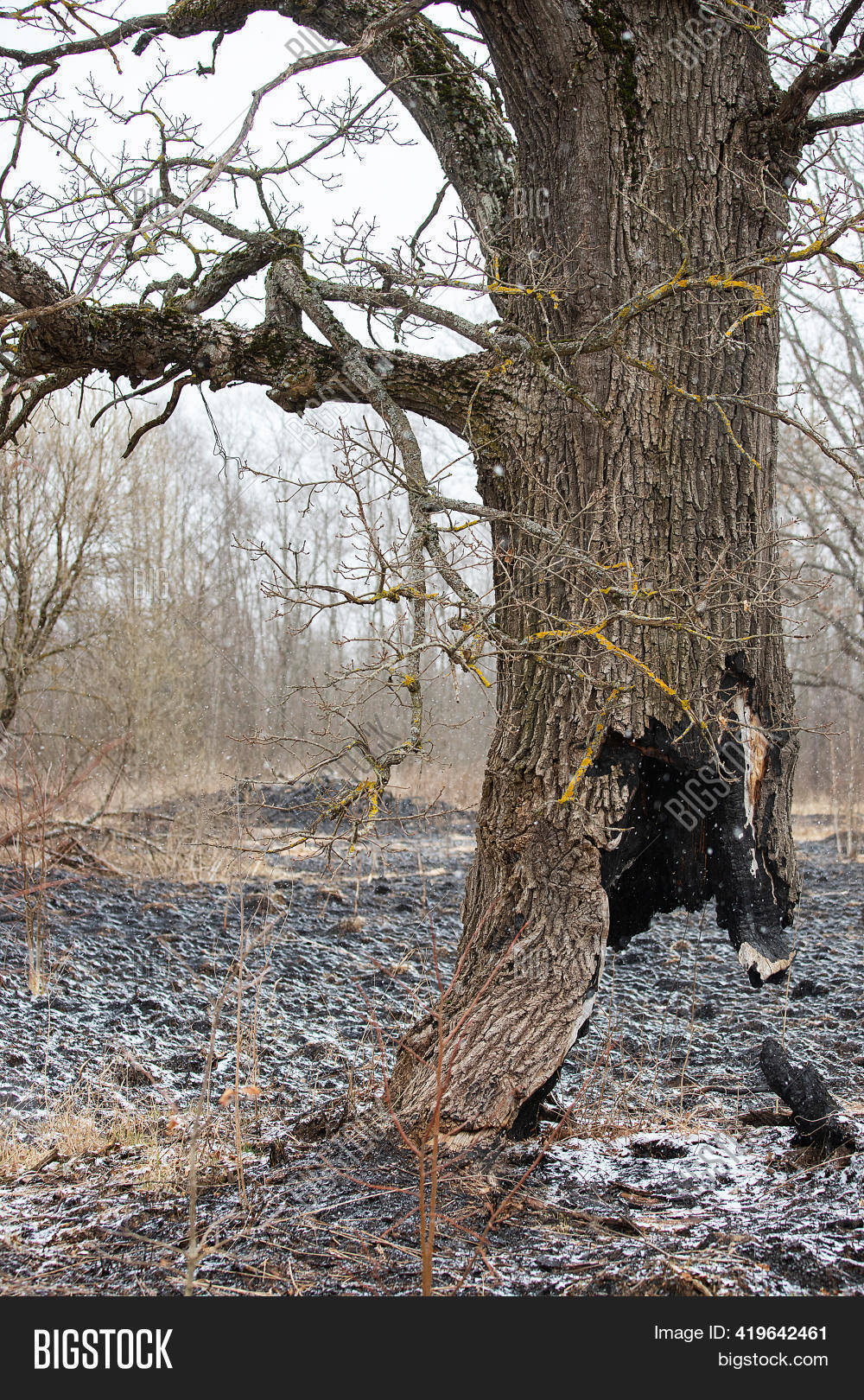 Lone Burned Tree Image & Photo (Free Trial) | Bigstock