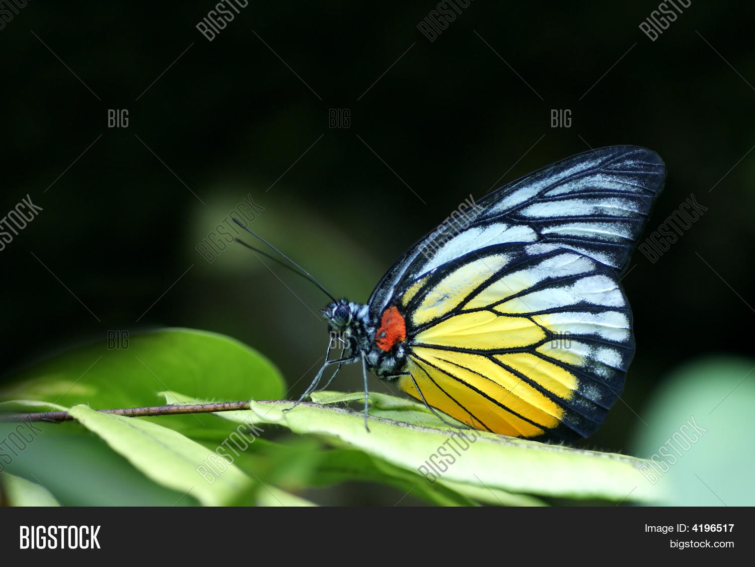 Yellow Butterfly - Red Image & Photo (Free Trial) | Bigstock