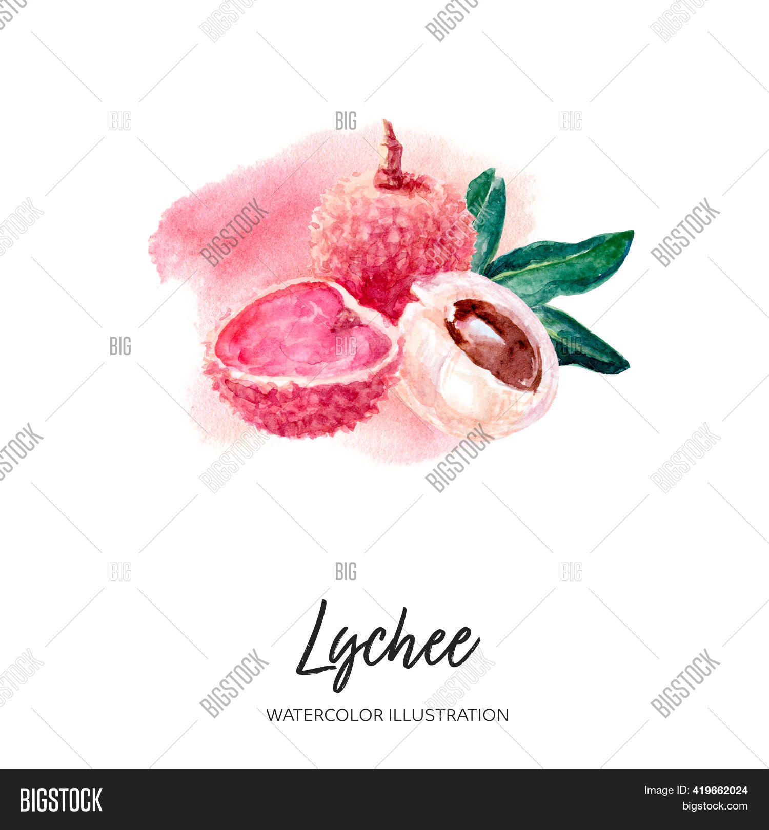 Lychee Watercolor Image & Photo (Free Trial) | Bigstock