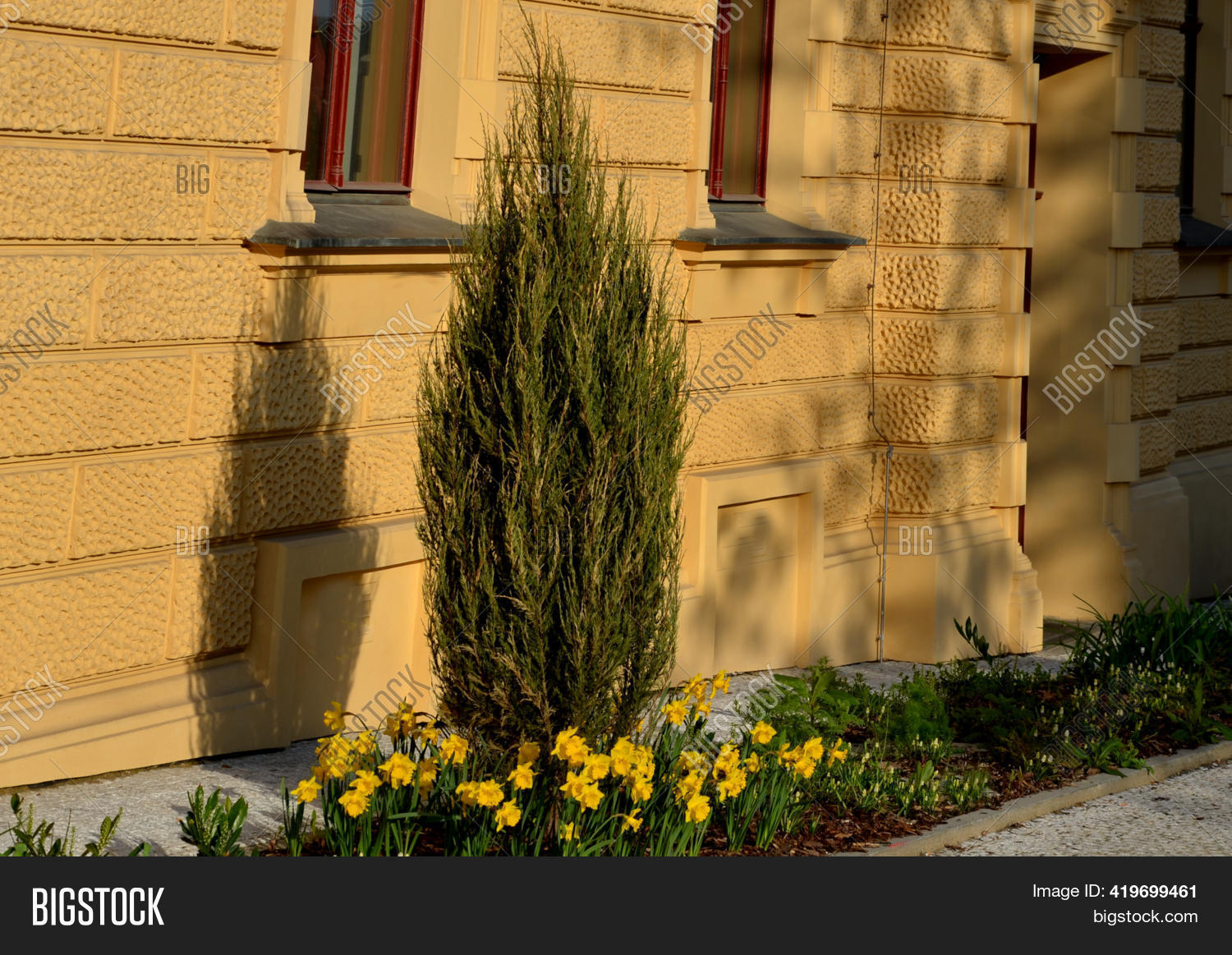 Columnar Juniper Tree Image & Photo (Free Trial) | Bigstock