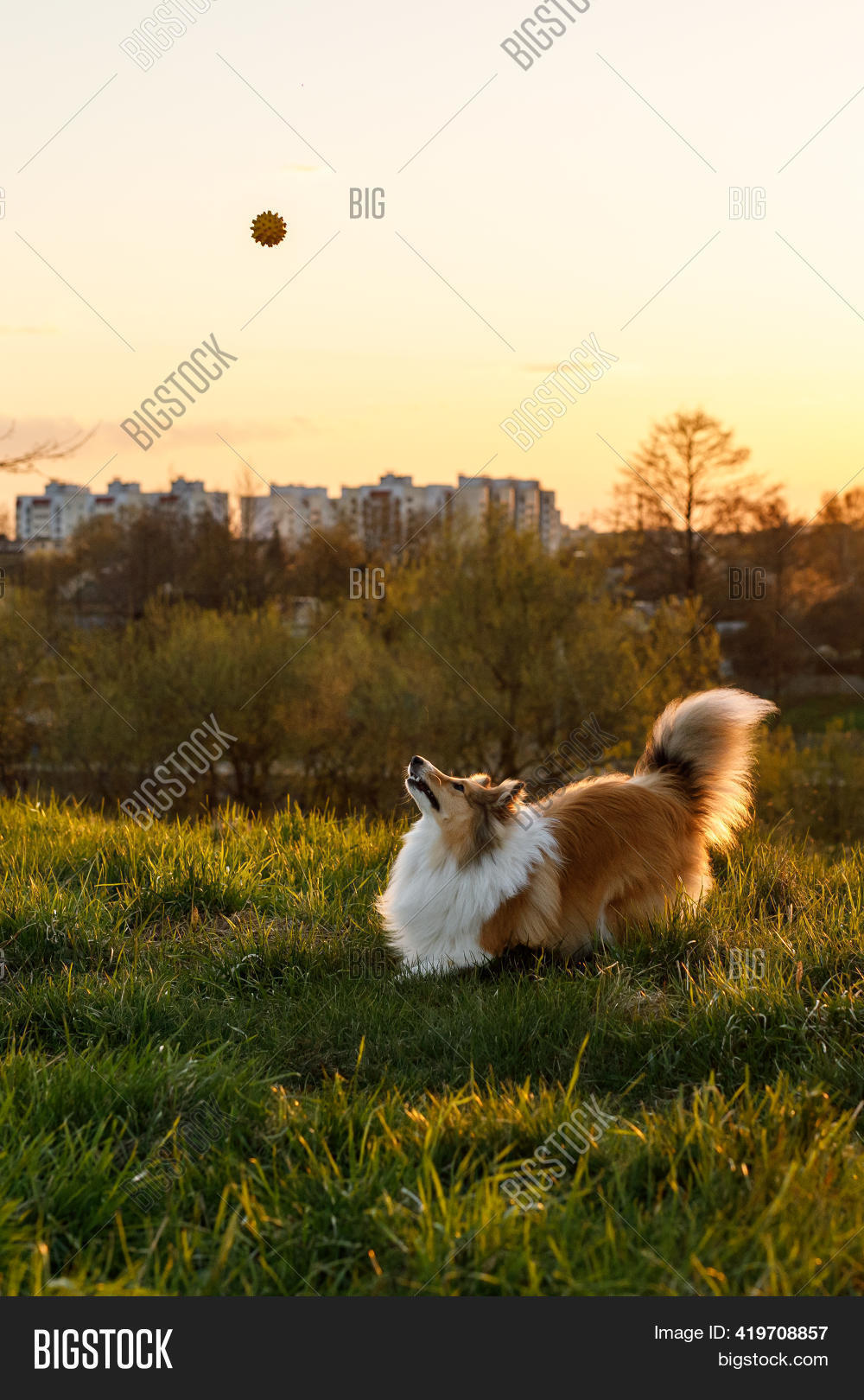 Dog Playing Ball Image & Photo (Free Trial) | Bigstock