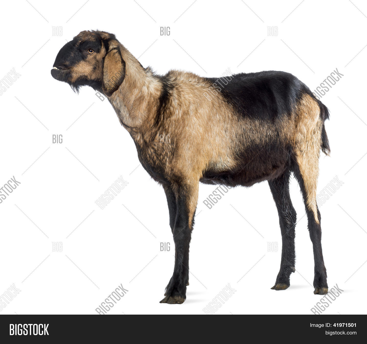 Anglo-Nubian Goat Image & Photo (Free Trial) | Bigstock