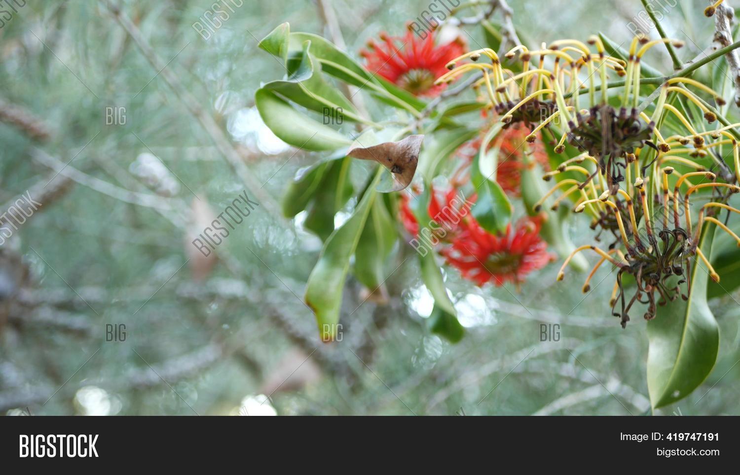 Firewheel Tree Red Image & Photo (Free Trial) | Bigstock