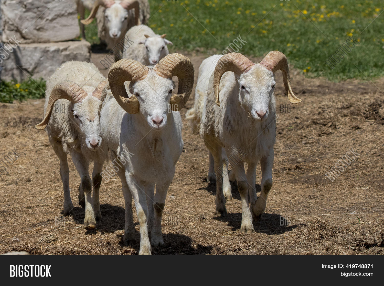 Dall Sheep (ovis Dalli Image & Photo (Free Trial) | Bigstock