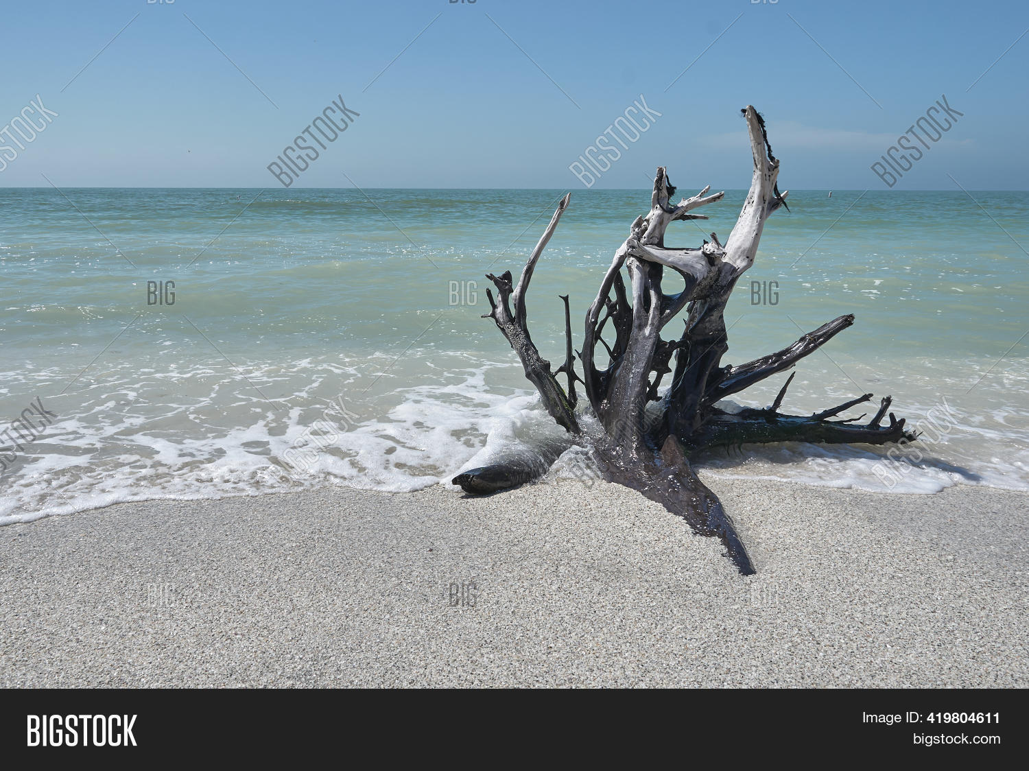 Dry Dead Tree Root Image & Photo (Free Trial) | Bigstock