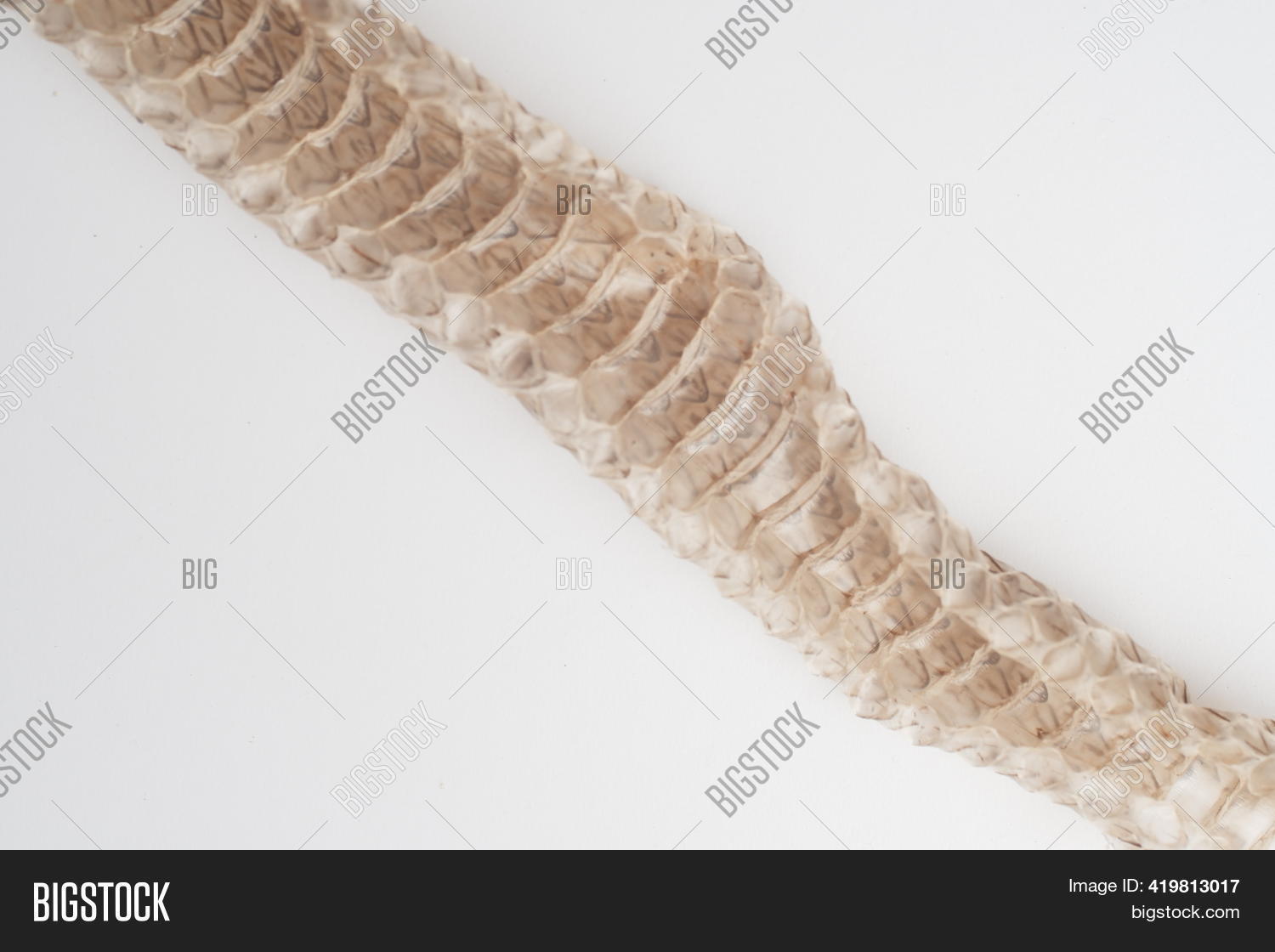 Snake Shedding Skin On Image & Photo (Free Trial) | Bigstock