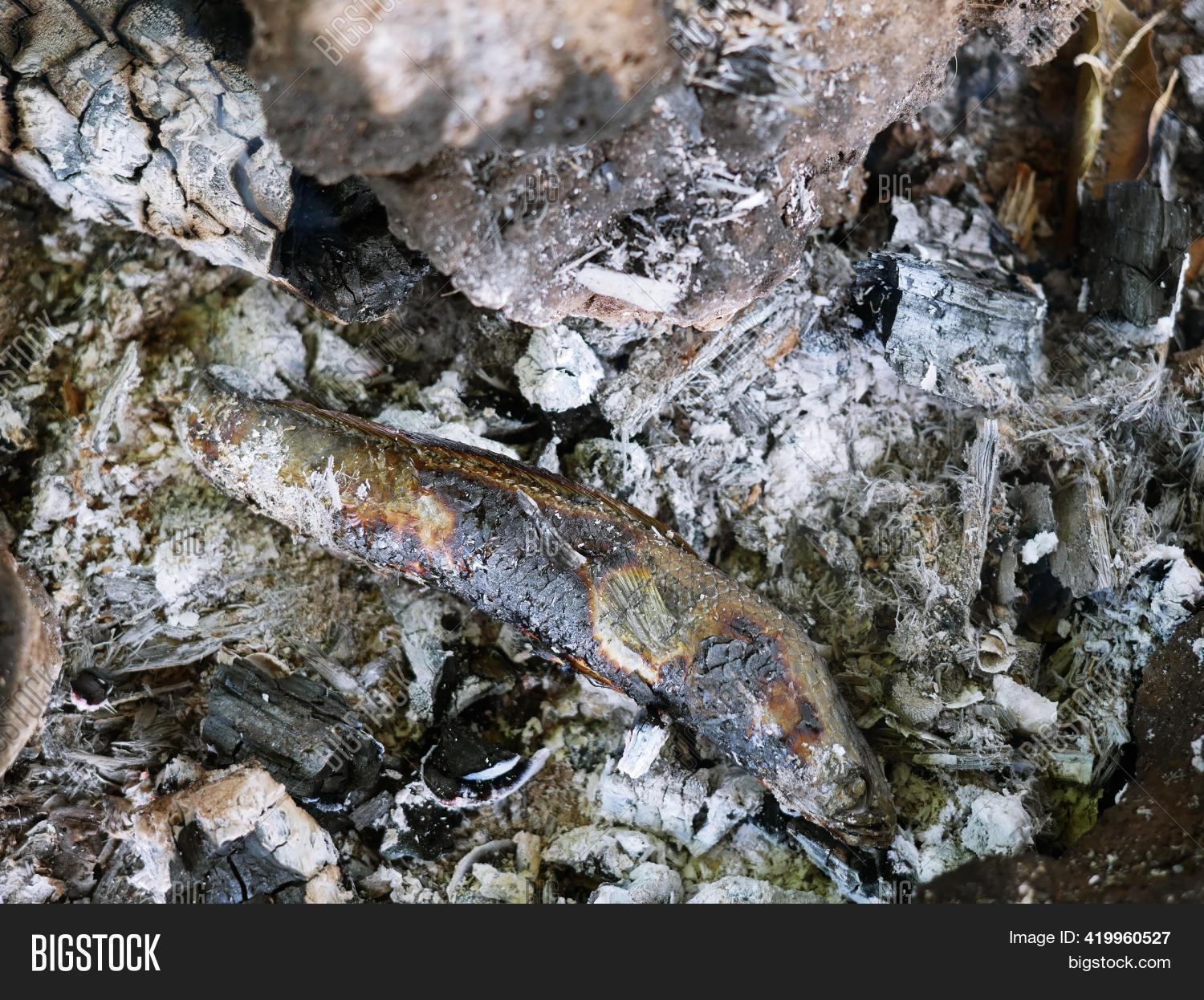 Fish Burnt Due Image & Photo (Free Trial) | Bigstock
