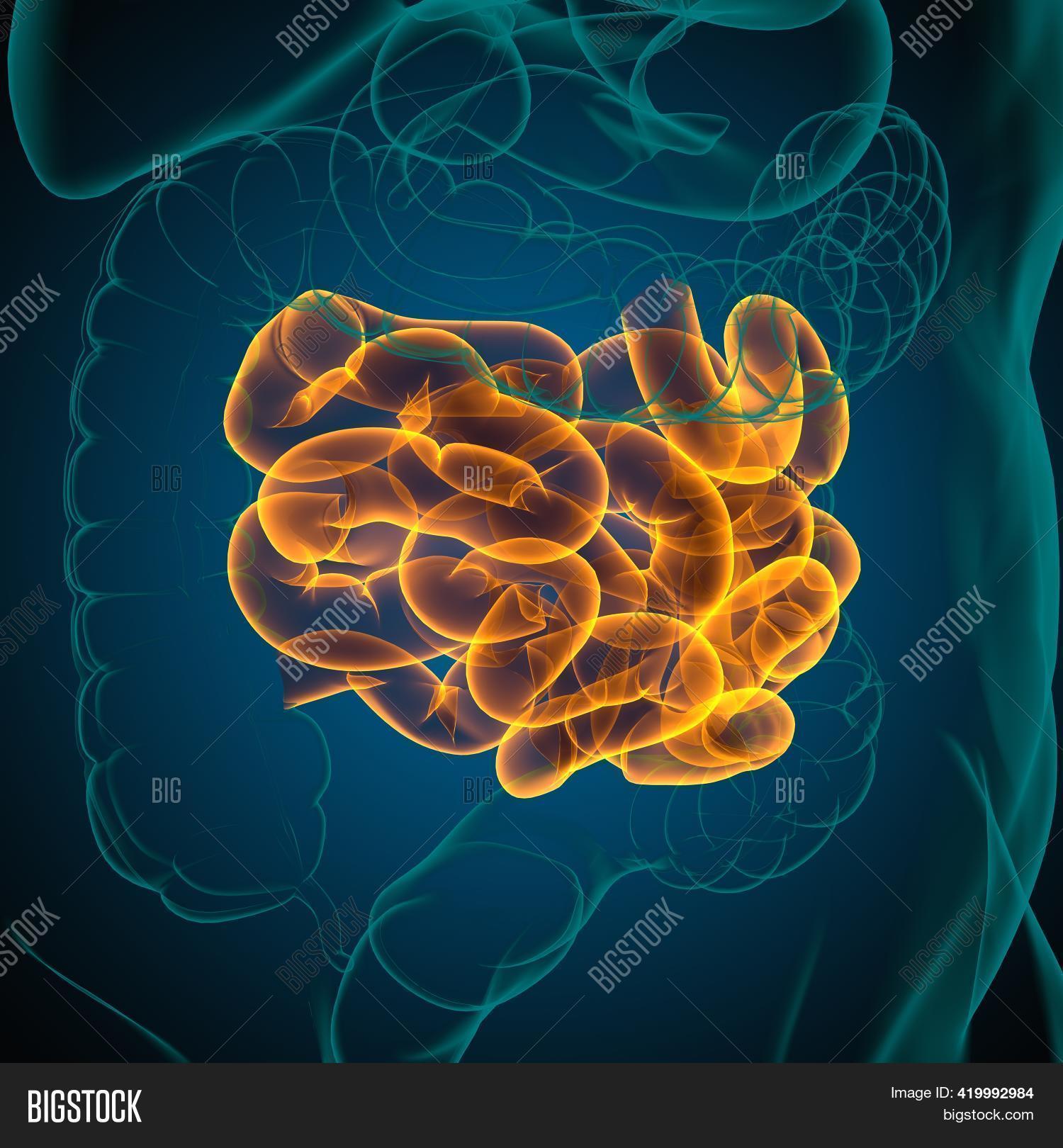 Small Intestine 3D Image & Photo (Free Trial) | Bigstock