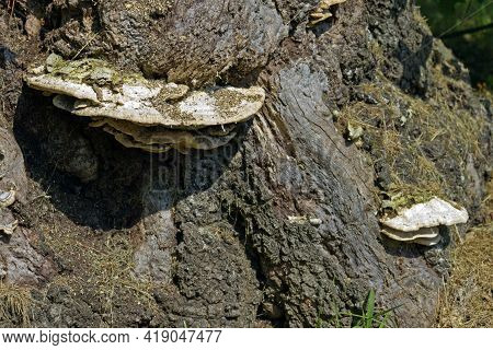 Close- Conk, Called Image & Photo (Free Trial) | Bigstock