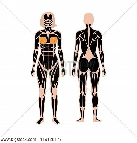 Human Muscular System Vector & Photo (Free Trial) | Bigstock