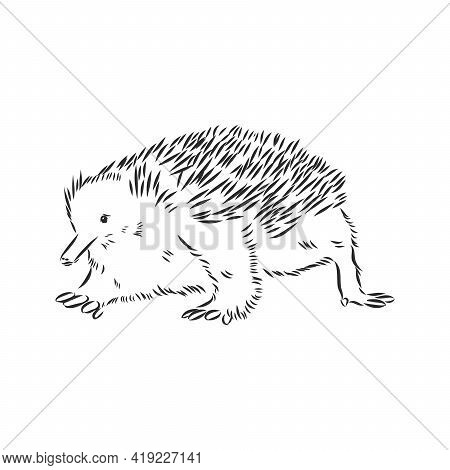 Echidna Illustration Vector & Photo (Free Trial) | Bigstock