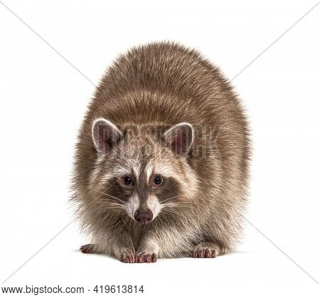 Red Raccoon Isolated Image & Photo (Free Trial) | Bigstock