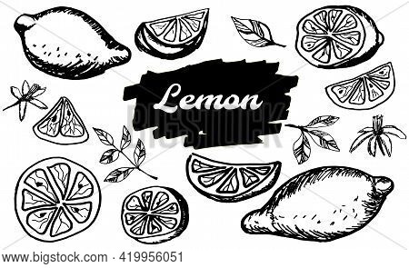 Lemon Vector Free Download