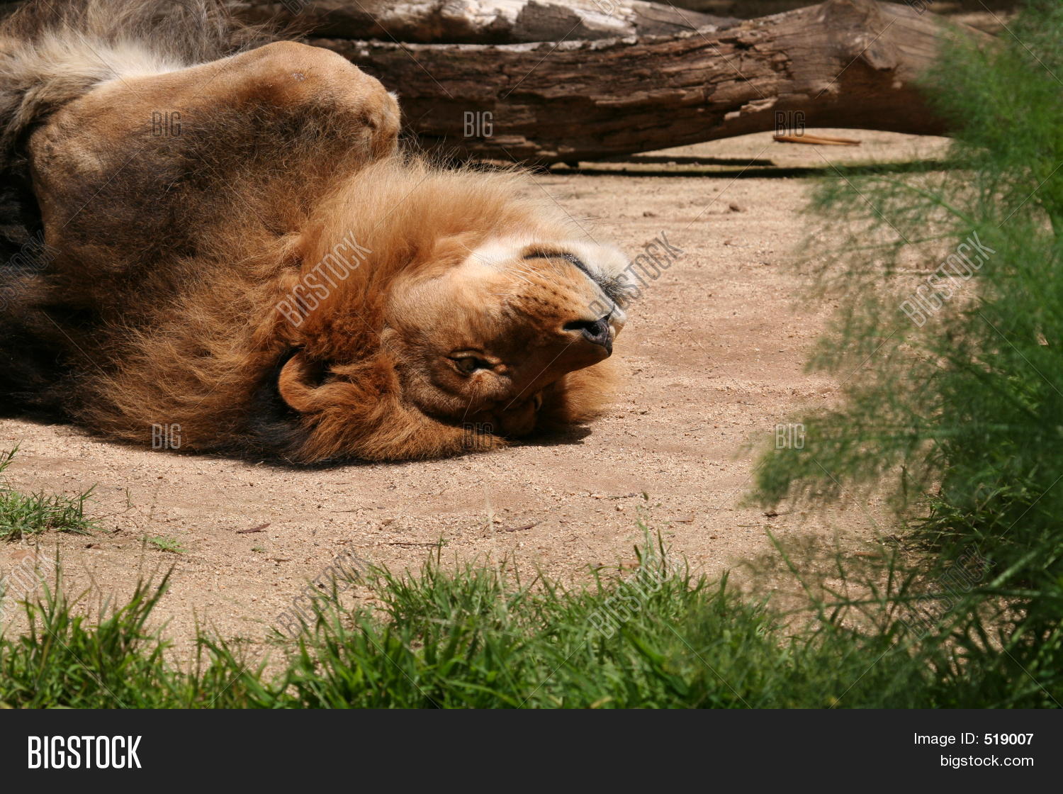 Lion On Back Image & Photo (Free Trial) | Bigstock