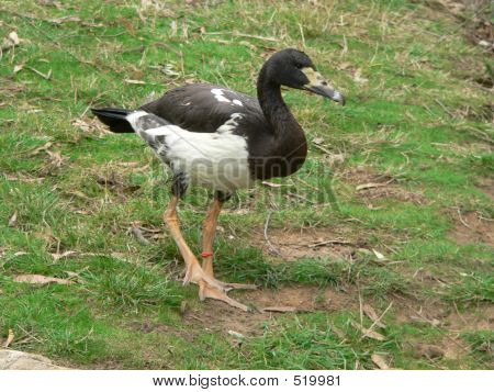 Magpie Duck Image & Photo (Free Trial) | Bigstock