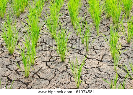 Rice Growing On Image & Photo (Free Trial) | Bigstock