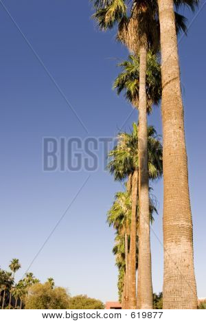 Palm Trees Row Ground Image & Photo (Free Trial) | Bigstock
