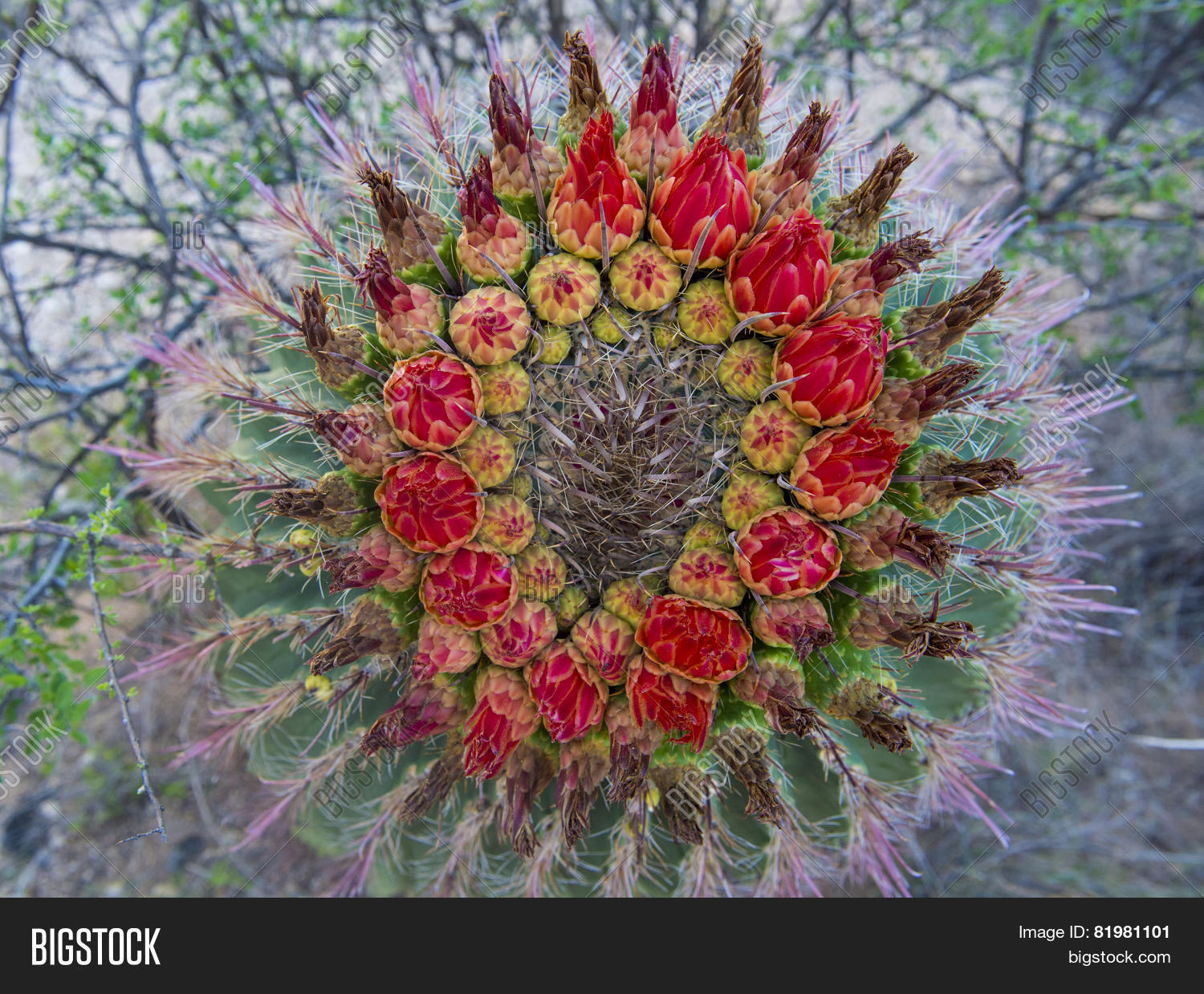 Cactus Blooms Image & Photo (Free Trial) | Bigstock