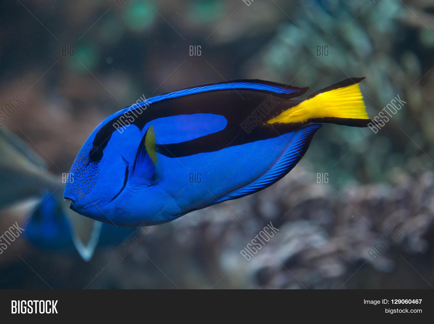 Blue Surgeonfish ( Image & Photo (Free Trial) | Bigstock