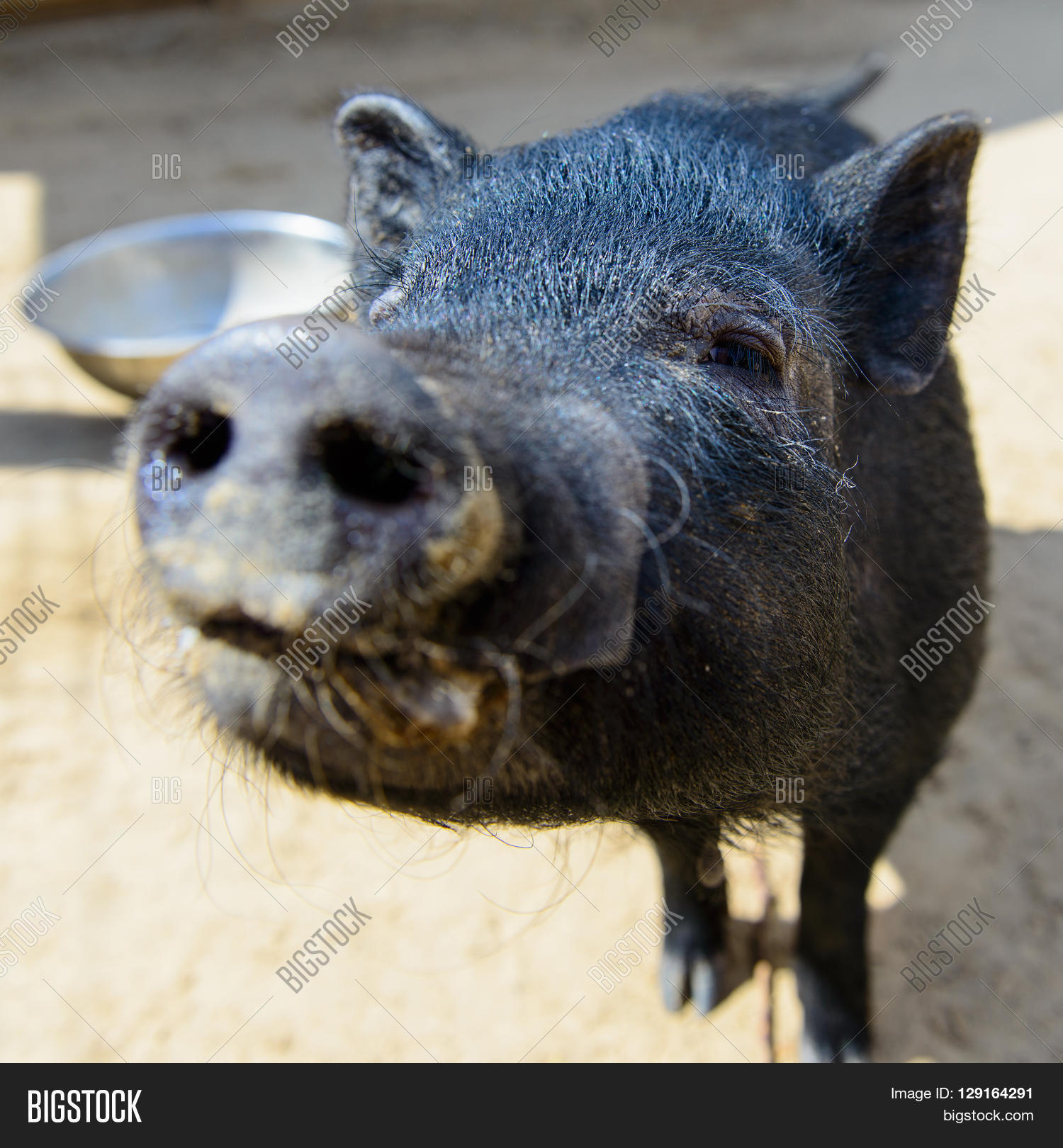 Animal Black Pig Image & Photo (Free Trial) | Bigstock