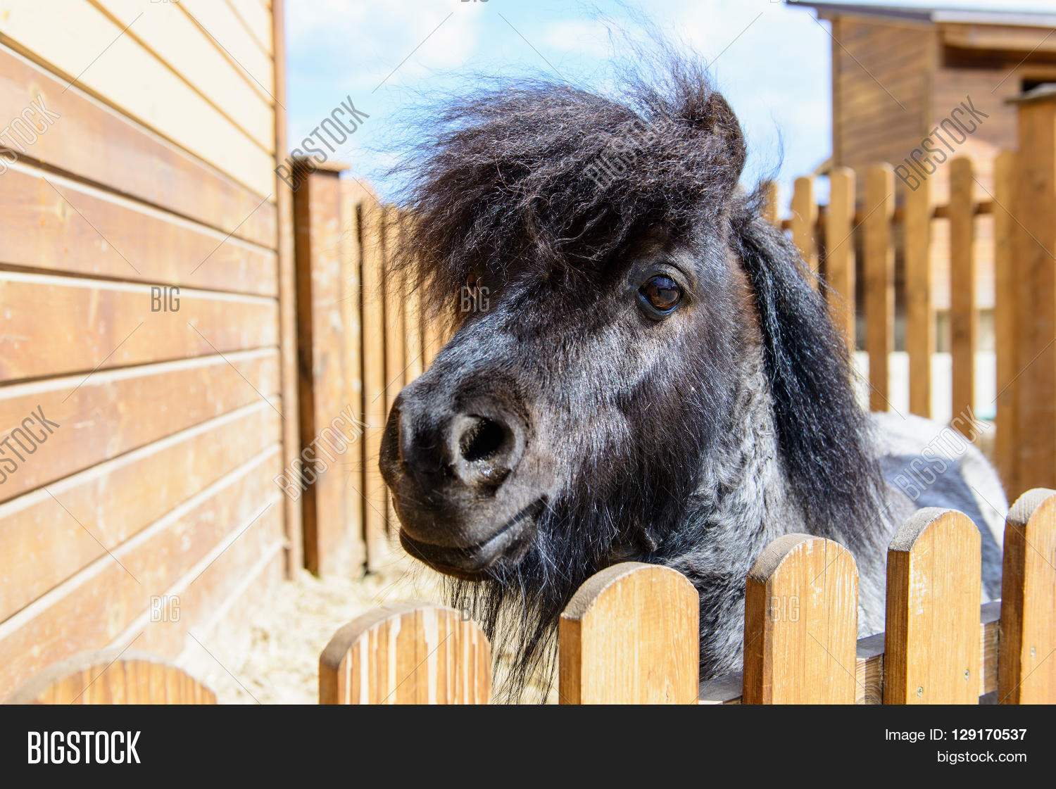 Animal Black Pony Image & Photo (Free Trial) | Bigstock