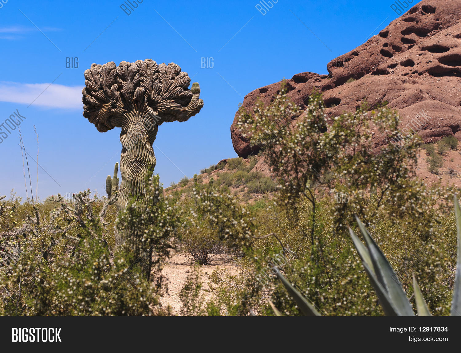 Crested Saguaro Image & Photo (Free Trial) | Bigstock