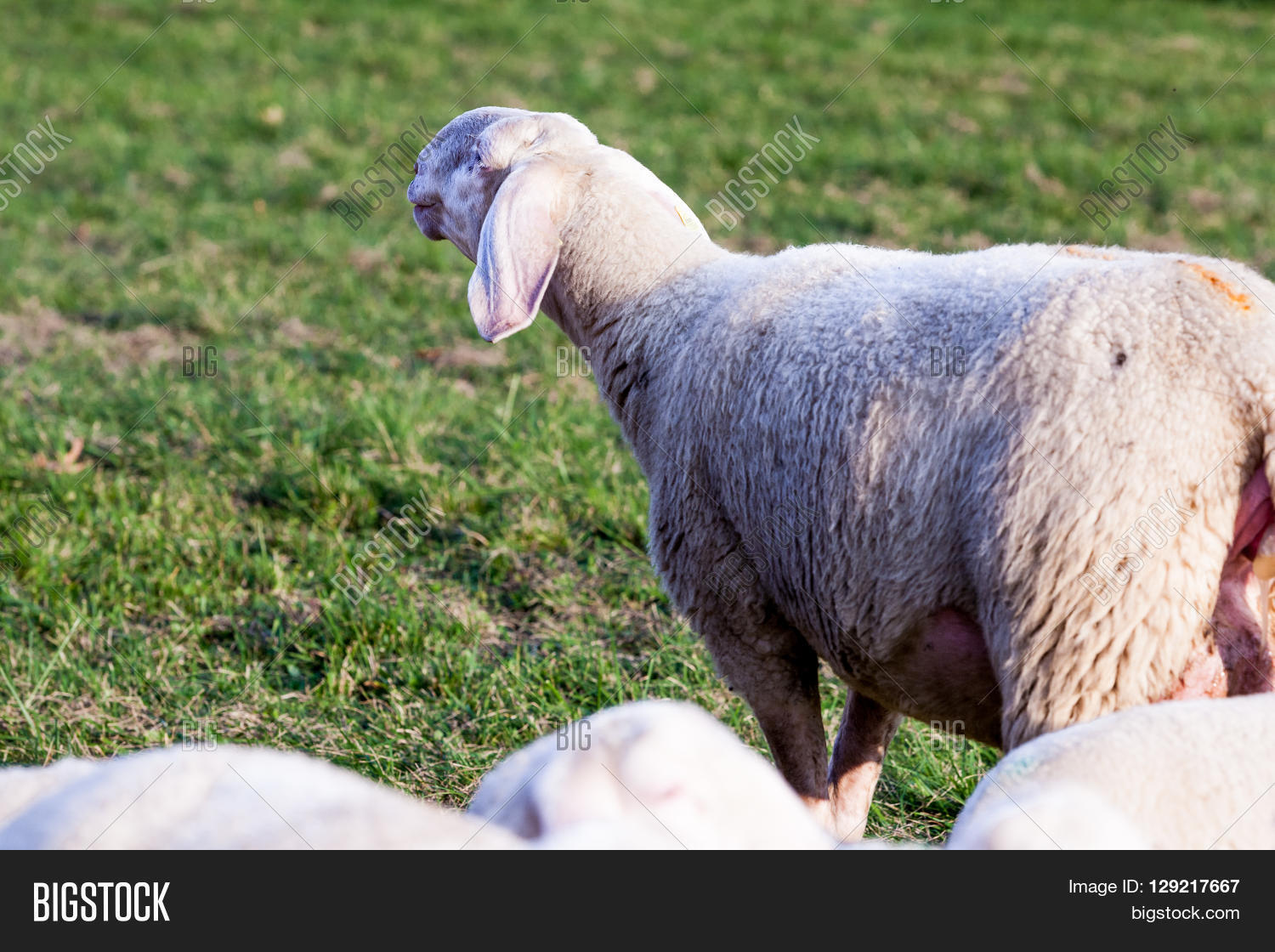 Sheeps That Looks Image & Photo (Free Trial) | Bigstock
