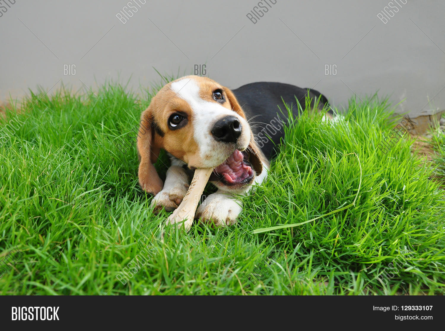Are Bones Safe For Beagle Harrier Puppies