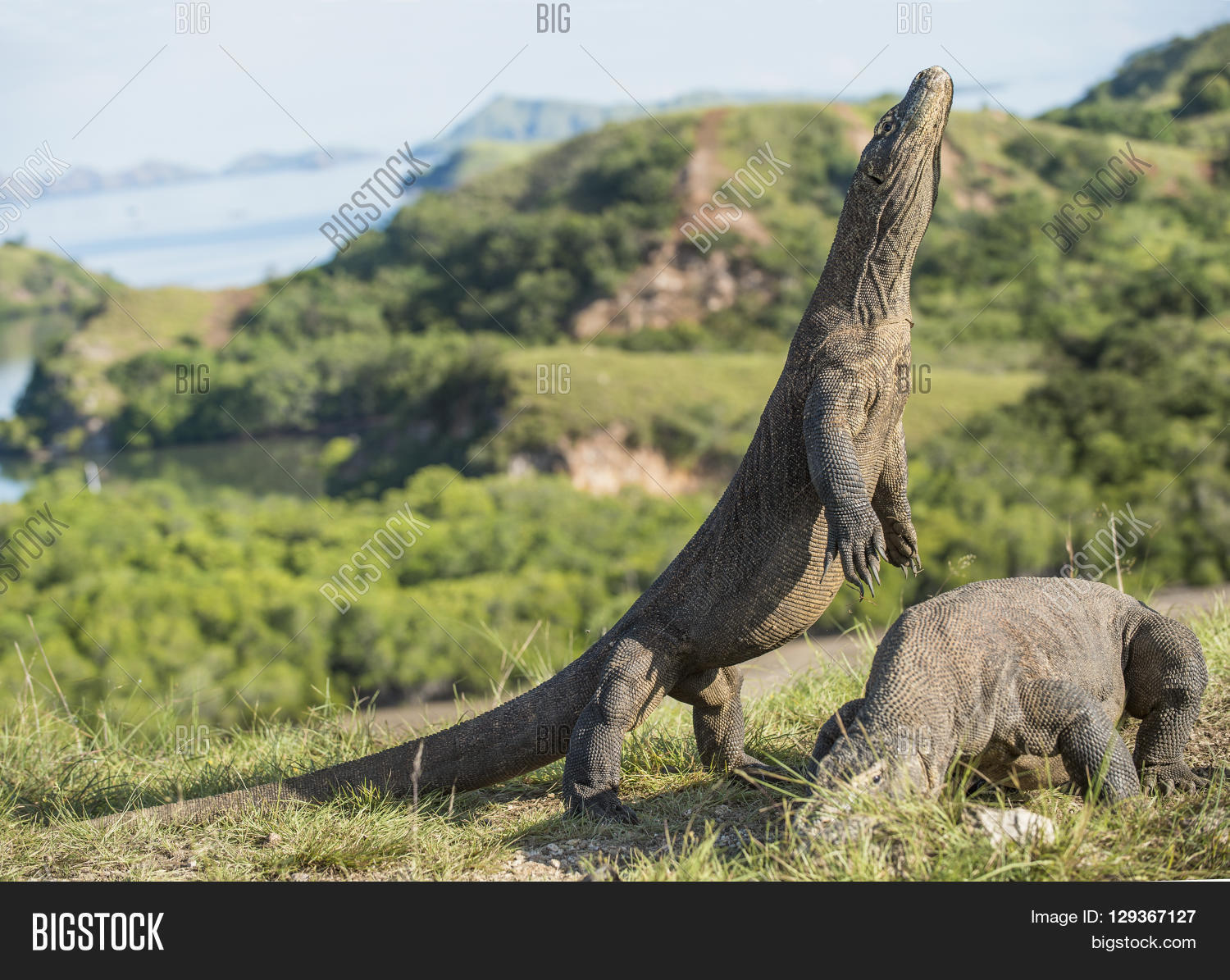 Komodo Dragon Stands Image & Photo (Free Trial) | Bigstock