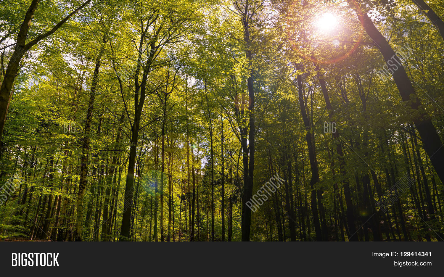 Summer Forrest Sunrise Image & Photo (Free Trial) | Bigstock