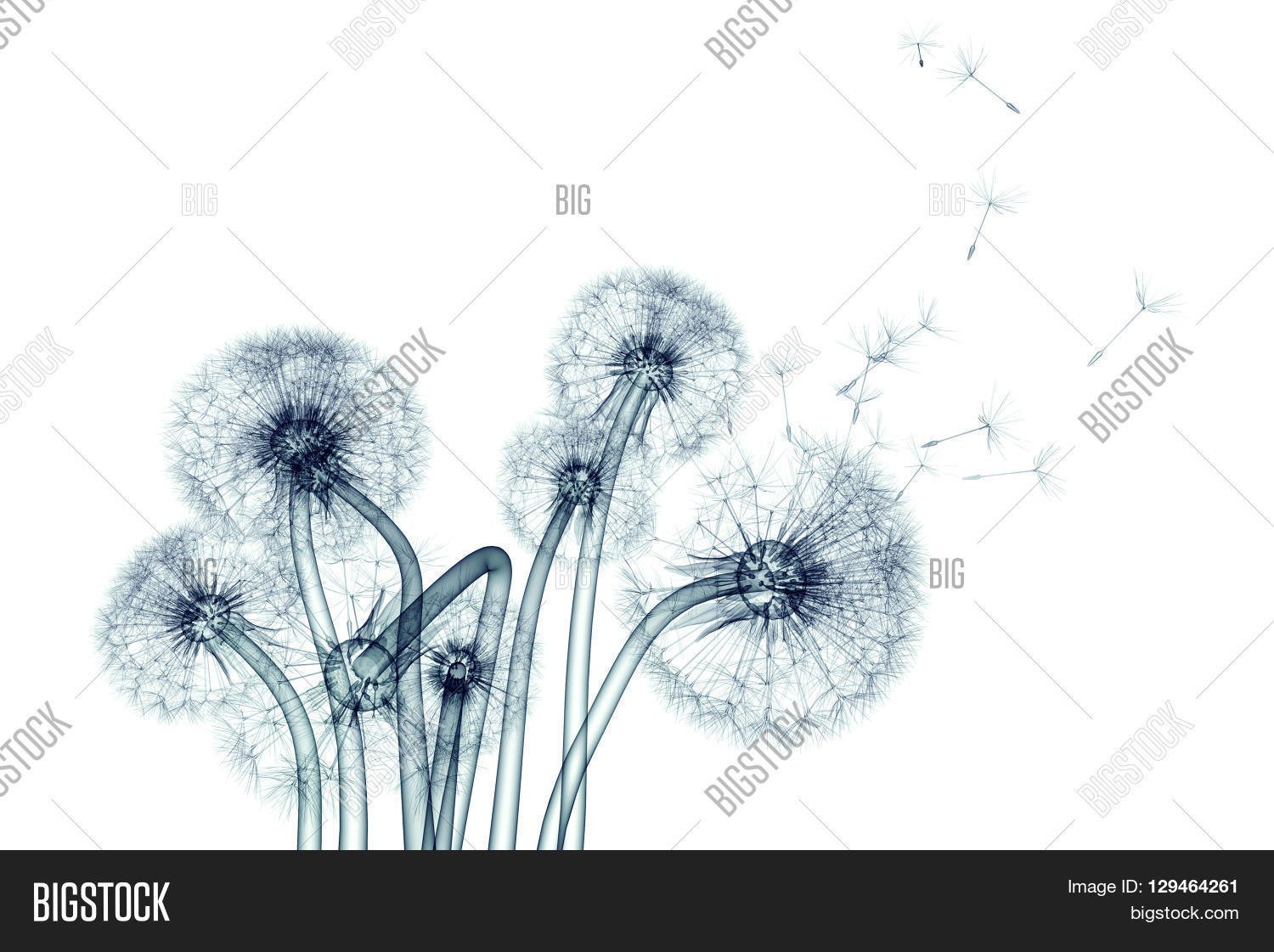 X-ray Image Flower Image & Photo (Free Trial) | Bigstock