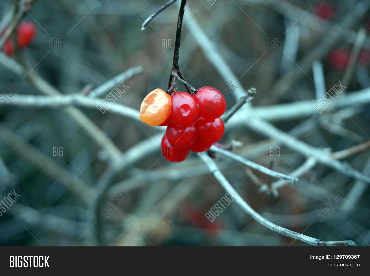 Cluster Red Berries Image & Photo (Free Trial) | Bigstock