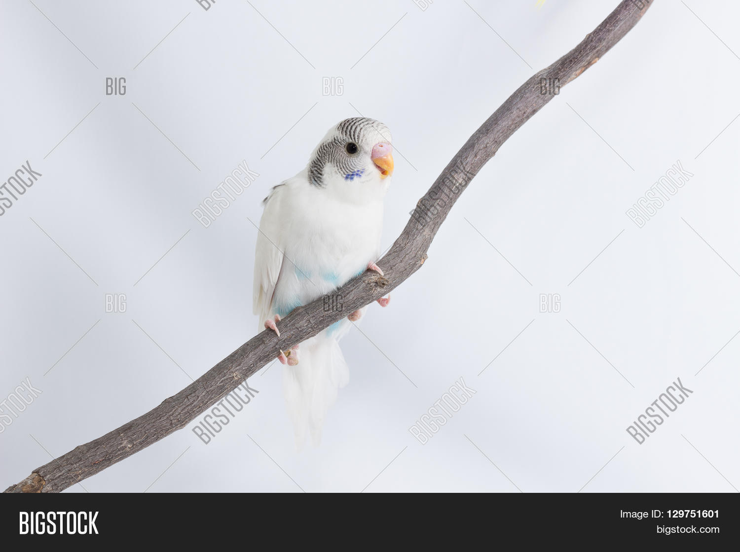 Budgarigar, Budgie Image & Photo (Free Trial) | Bigstock