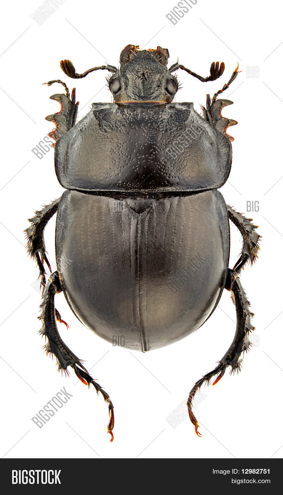 Typhaeus Momus Image & Photo (Free Trial) | Bigstock