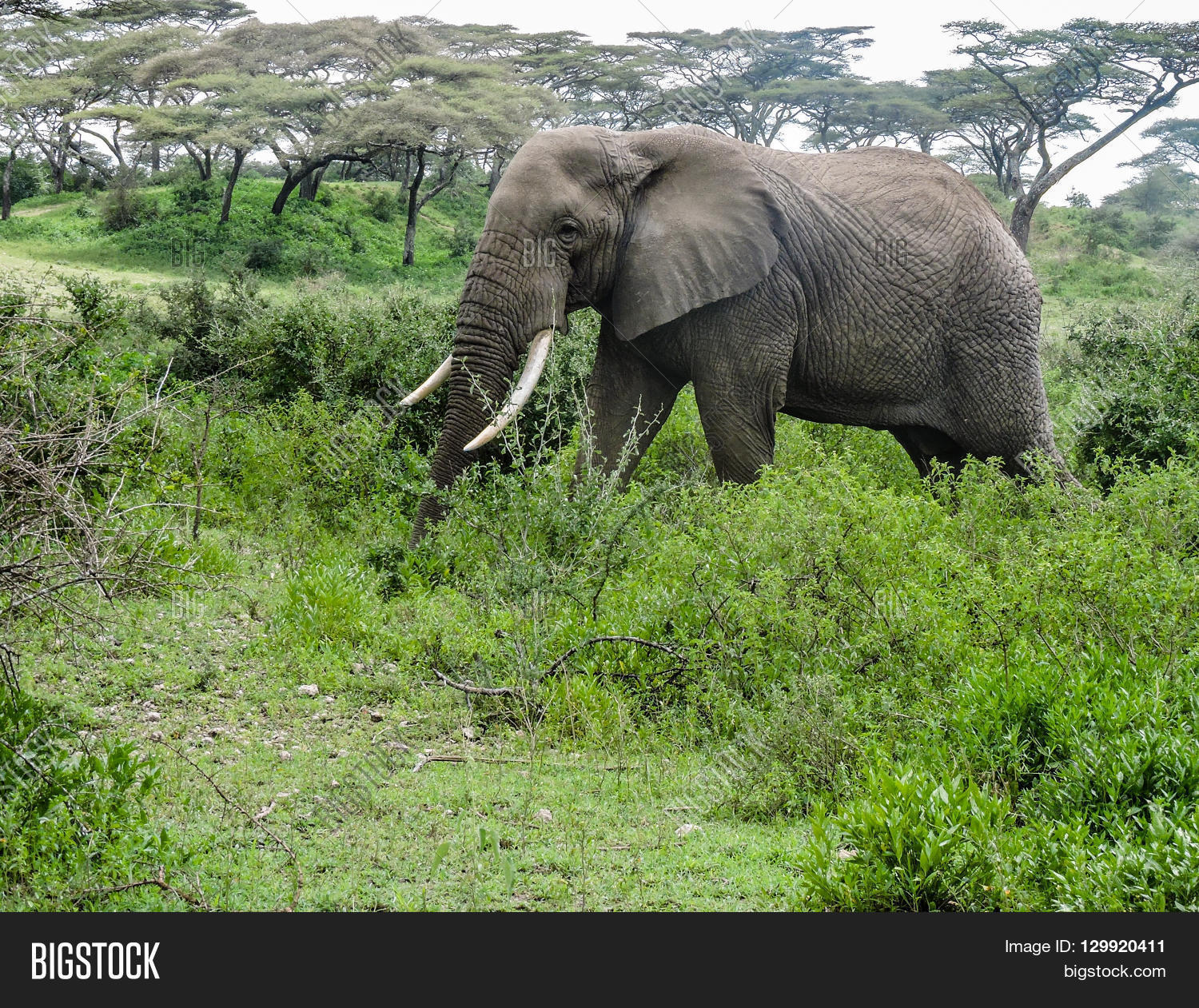 Elephant Walking Image & Photo (Free Trial) | Bigstock