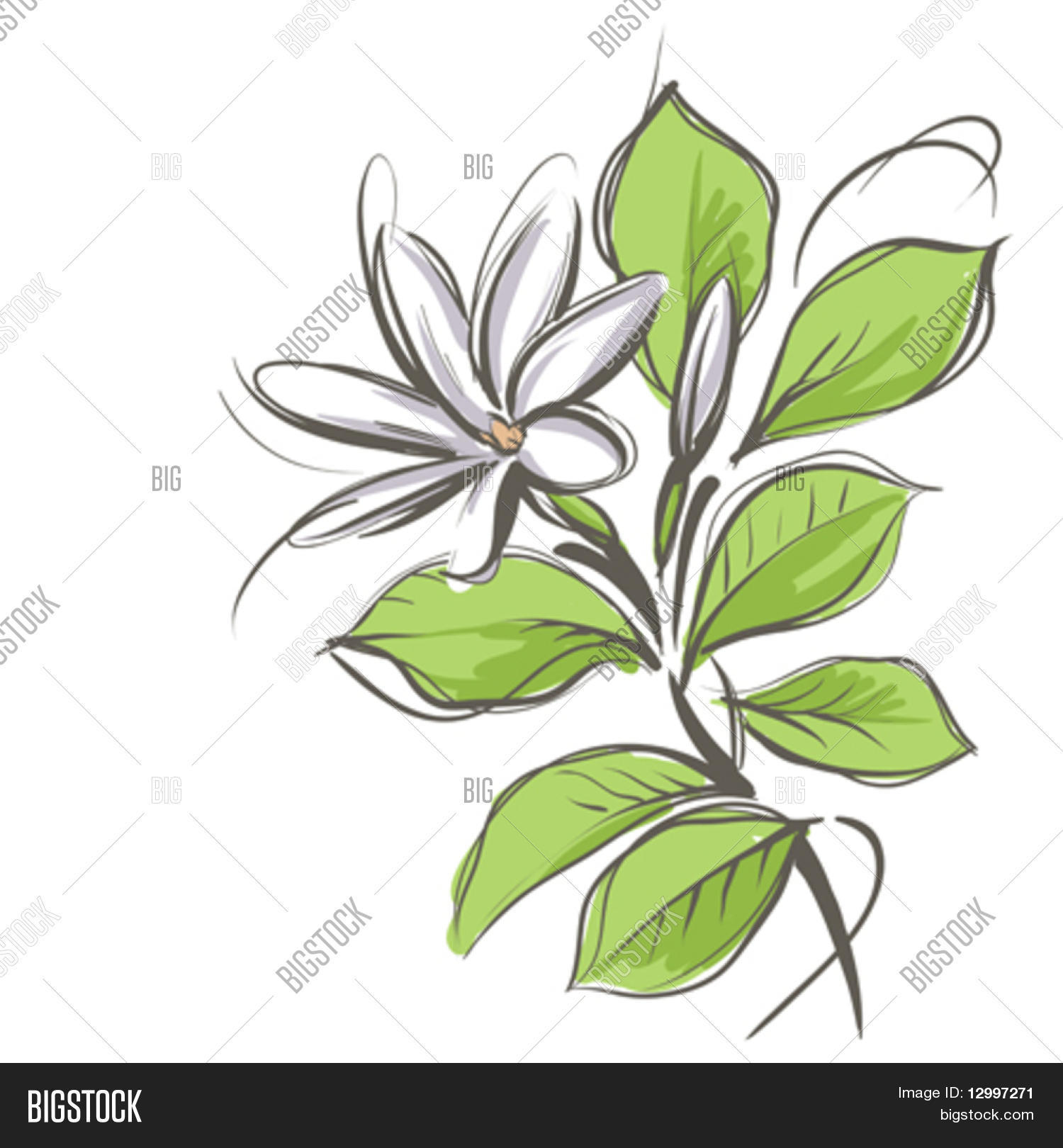 Tahitian Tiare - Vector & Photo (Free Trial) | Bigstock