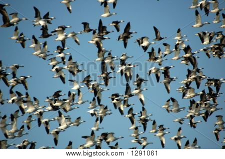 Geese Flying Image & Photo (Free Trial) | Bigstock